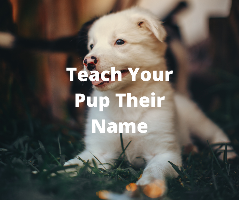 How to Teach Your Dog Their Name | Super PawBox